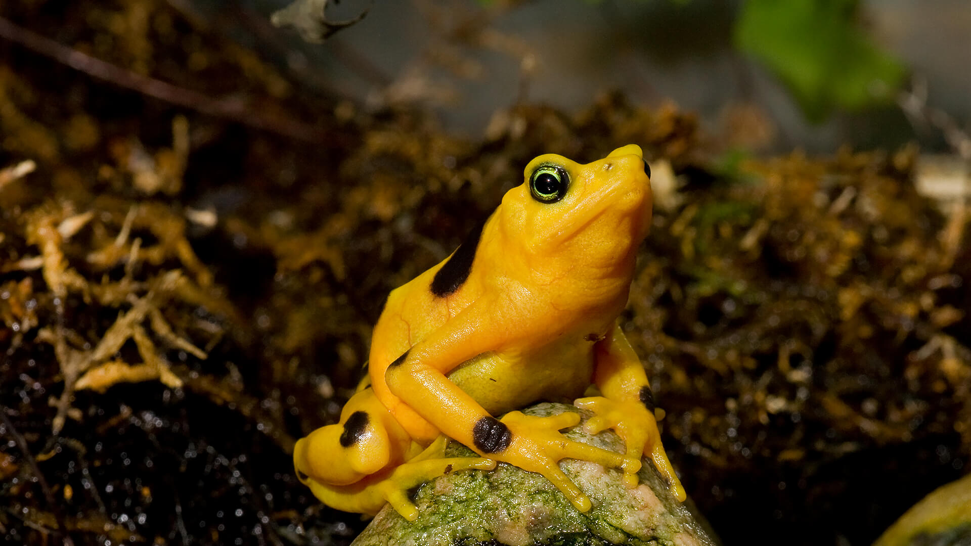 13 Frog Species Zoos and Aquariums are Helping to Conserve in the Fight ...