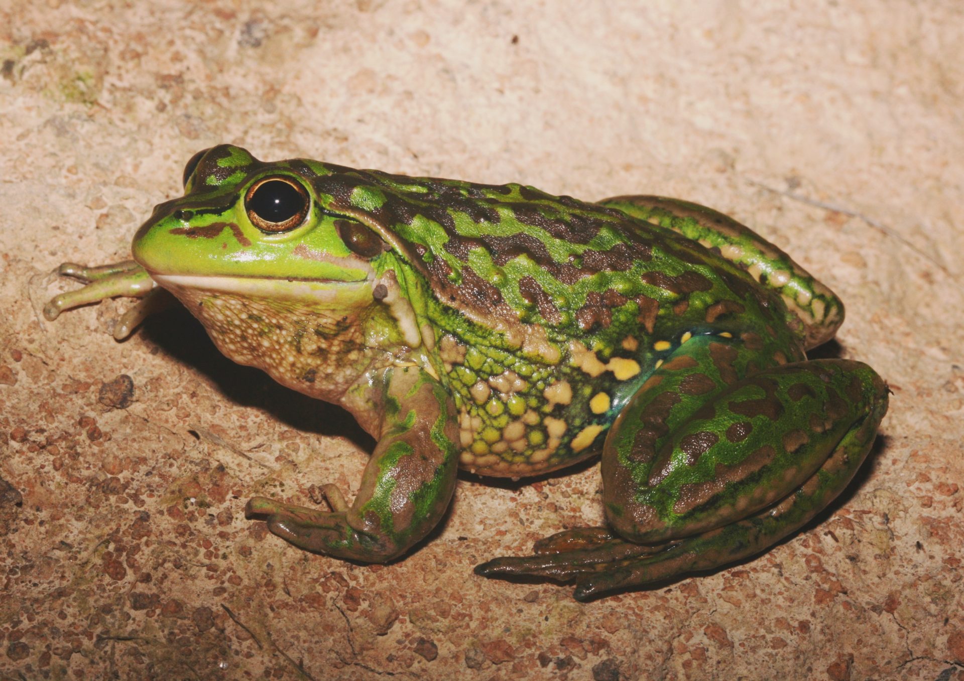 13 Frog Species Zoos and Aquariums are Helping to Conserve in the Fight ...