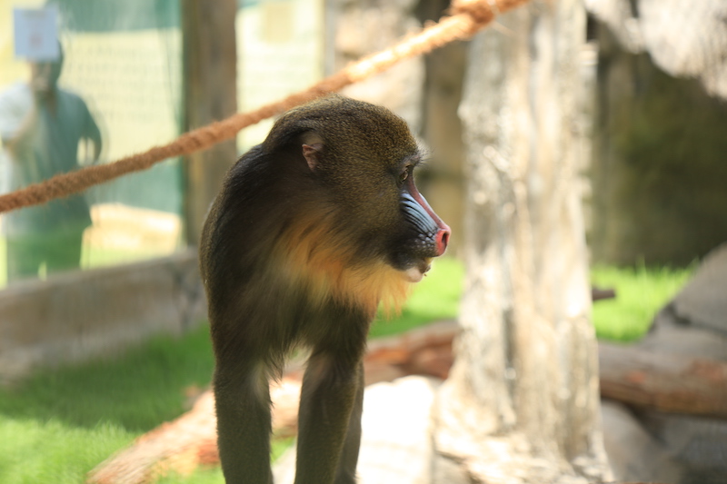 WAZA Welcomes New Member – Emirates Park Zoo and Resort - WAZA