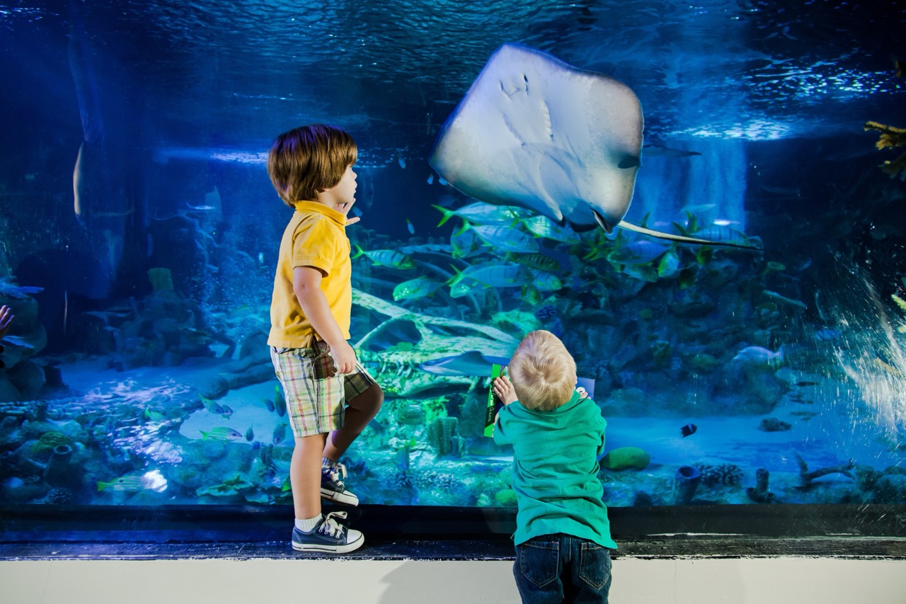WAZA Welcomes New Member - SEA LIFE Aquarium at LEGOLAND California Resort